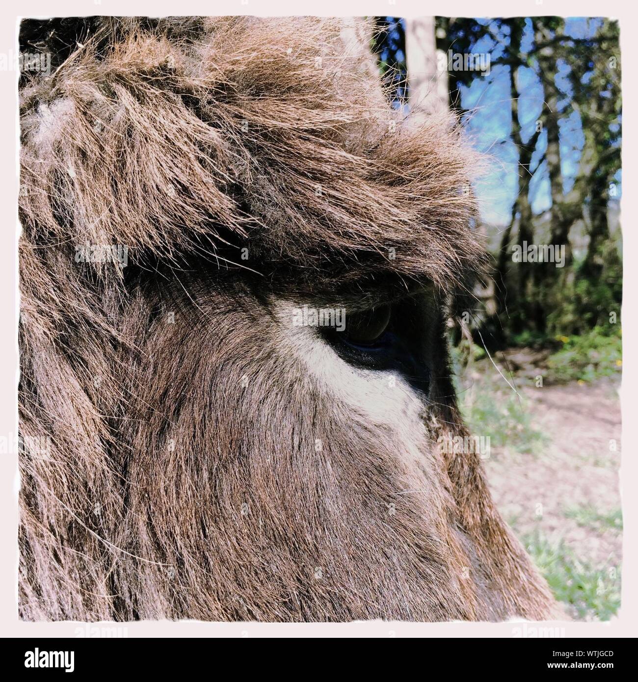 Donkey transfer hi-res stock photography and images - Alamy