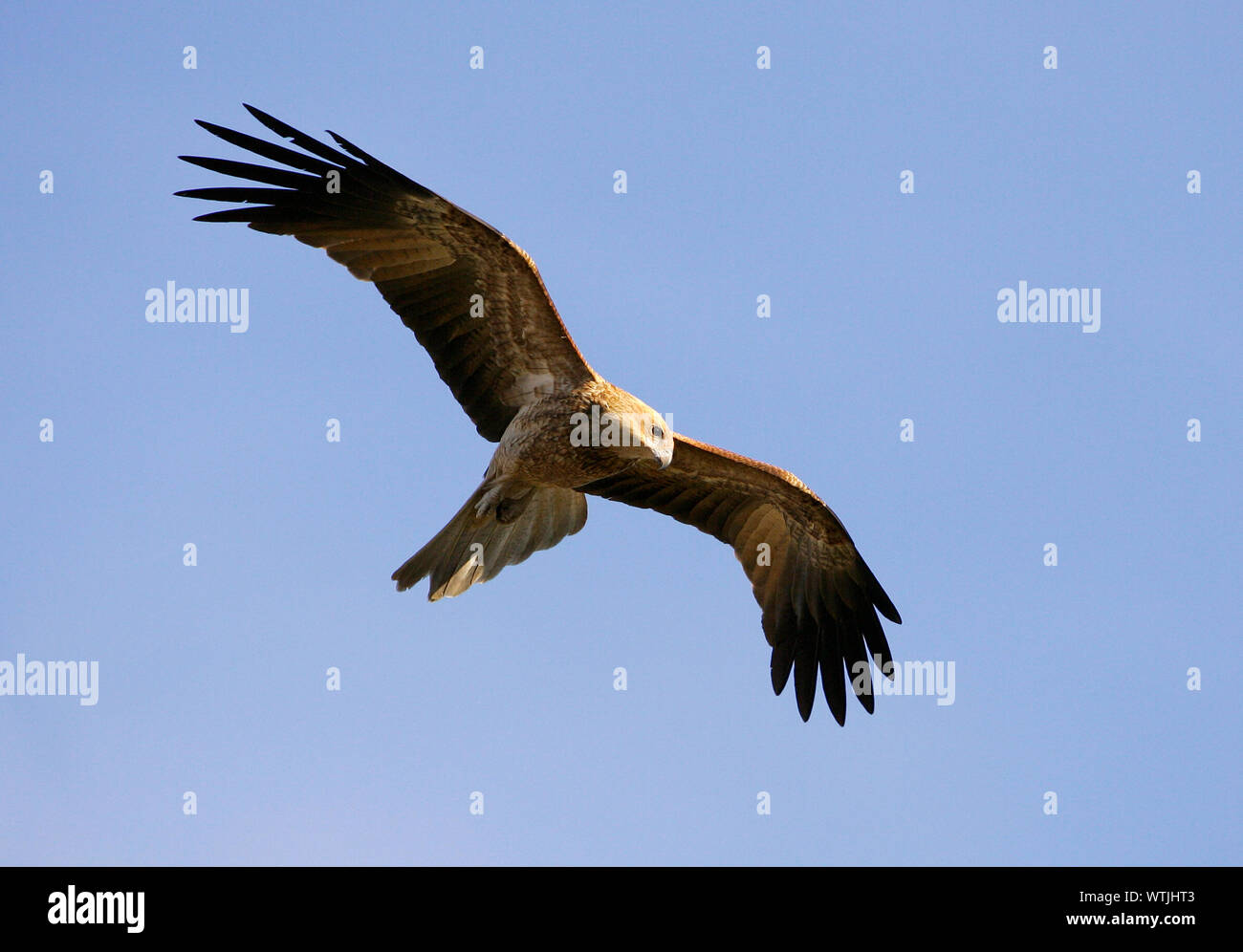 Australian scavenger birds hi-res stock photography and images - Alamy