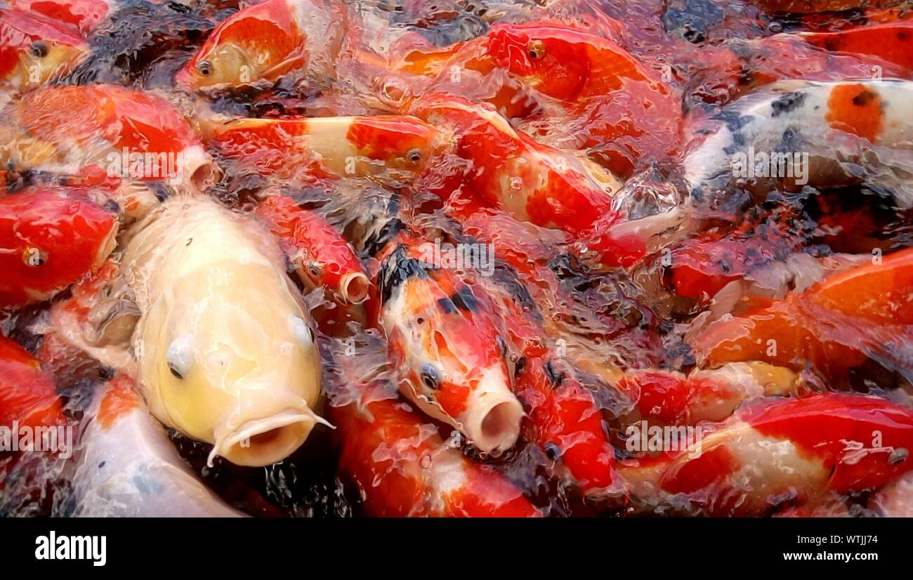 Two koi swimming hi-res stock photography and images - Alamy