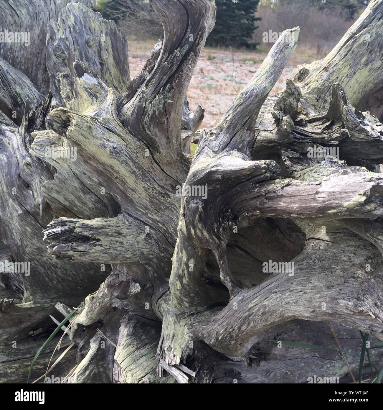 Dead root hi-res stock photography and images - Alamy