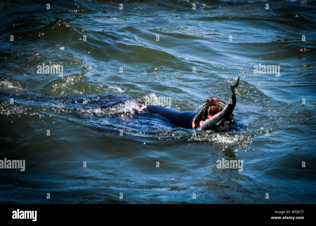 Catching fish in river hi-res stock photography and images - Alamy