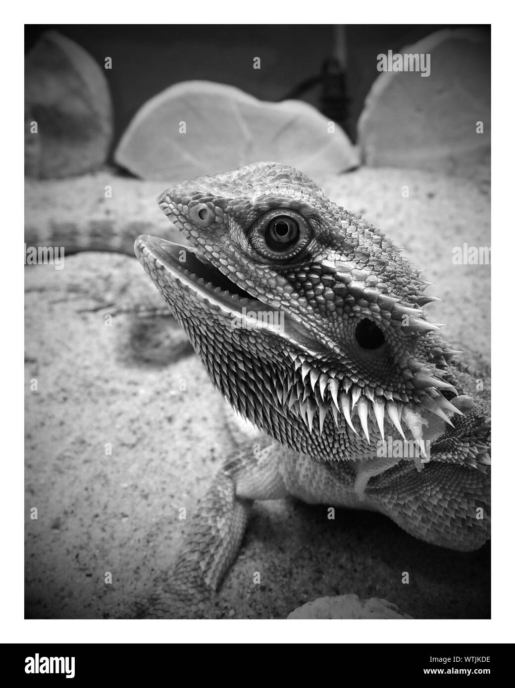 Spiked rock Black and White Stock Photos & Images - Alamy