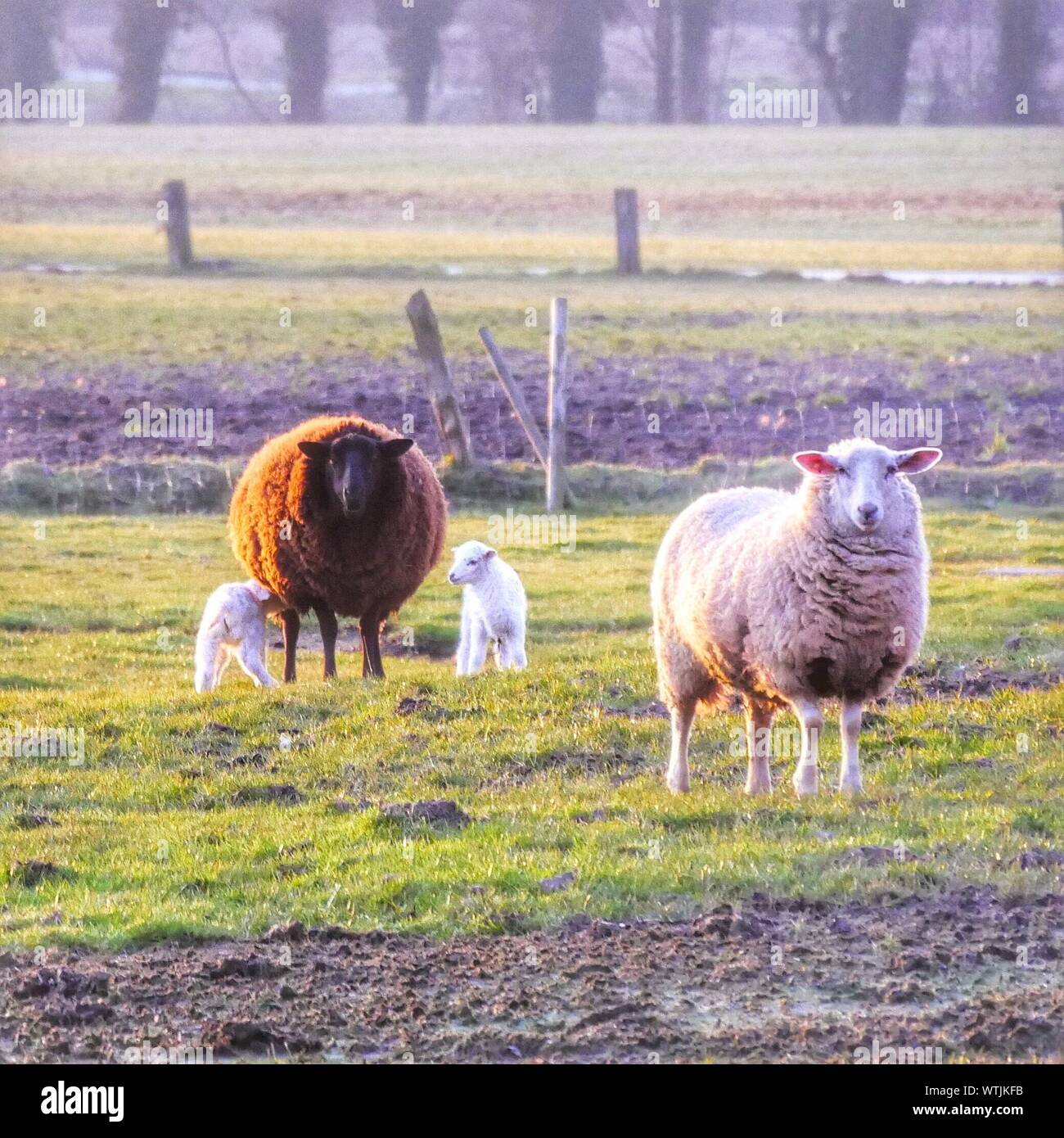 Sheep family hi-res stock photography and images - Alamy