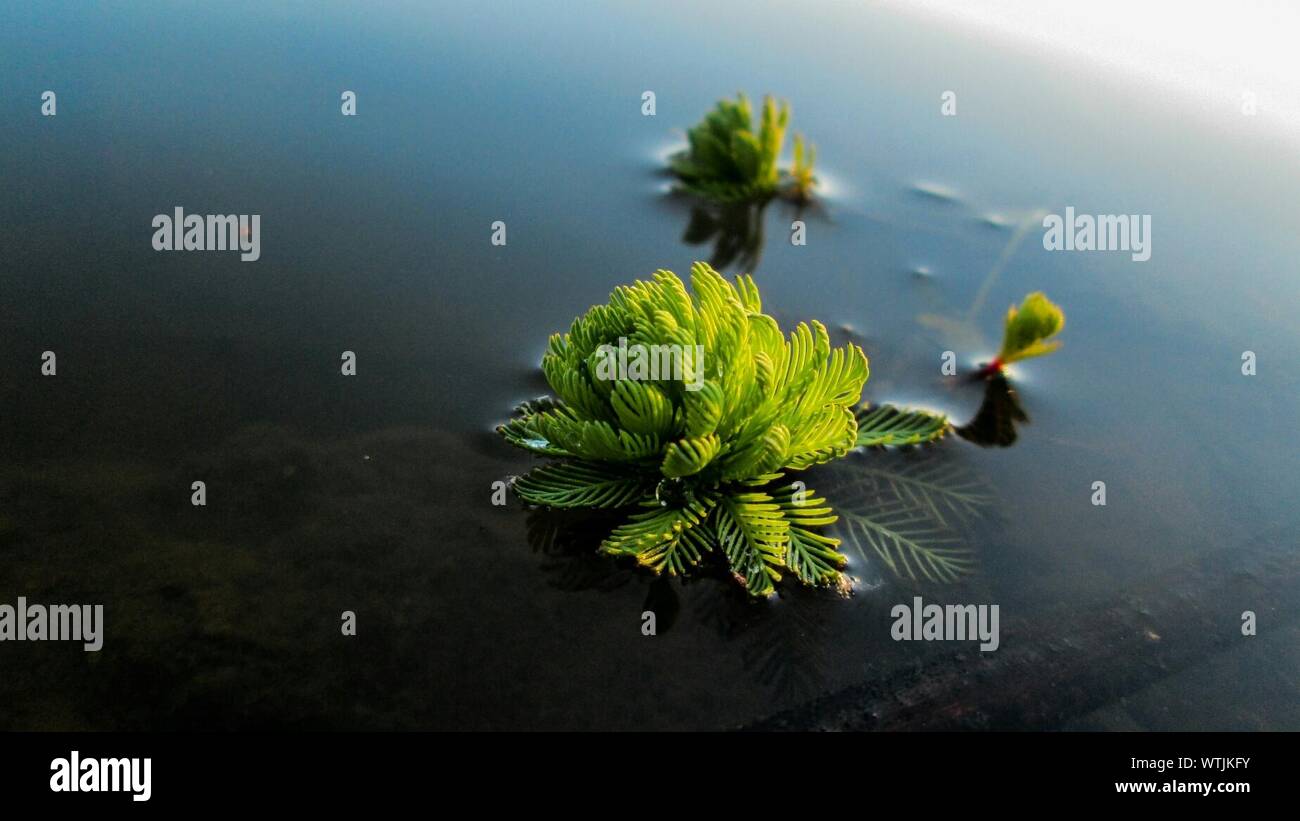 Floating water plant hi-res stock photography and images - Alamy