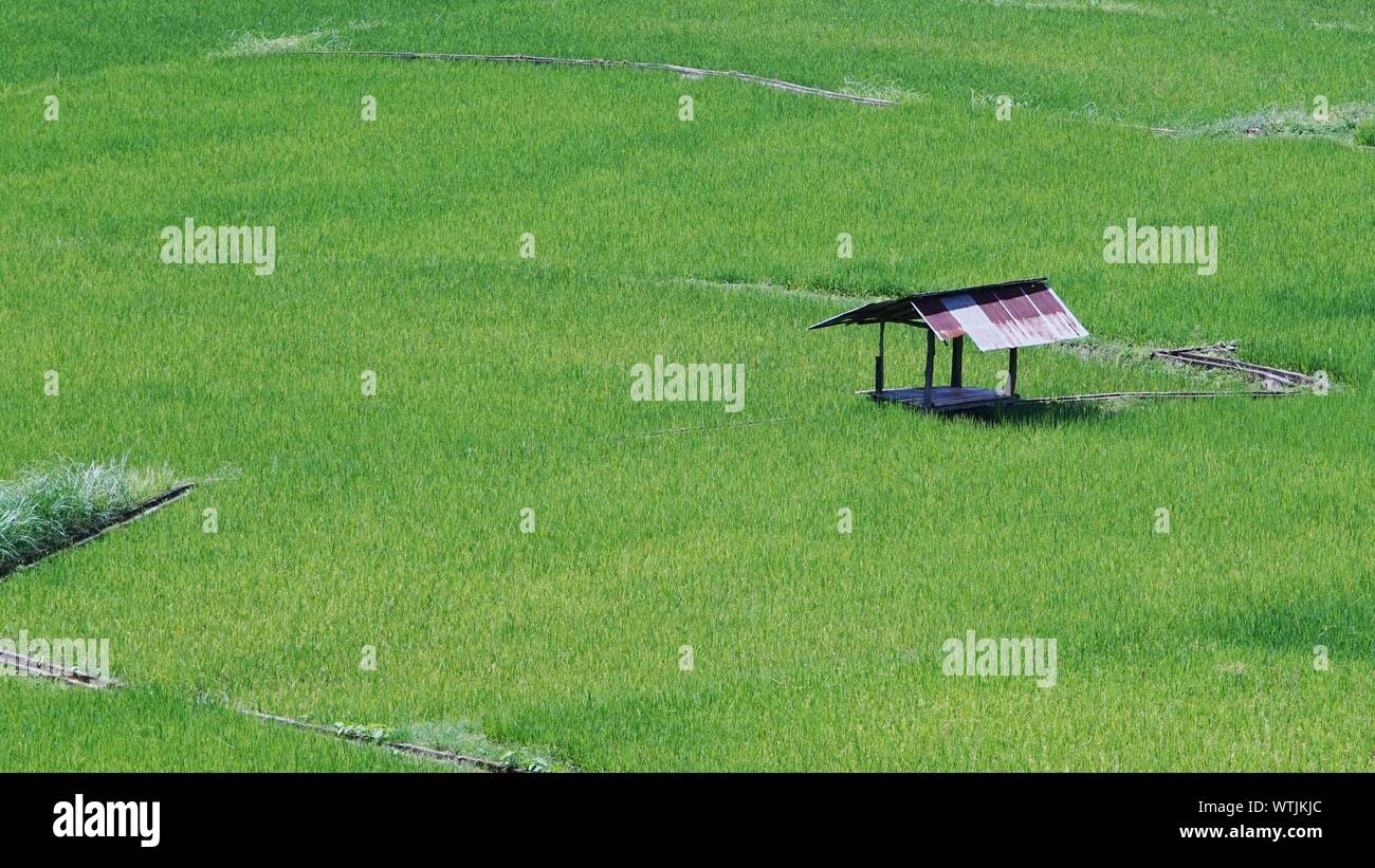 Rice field hut hi-res stock photography and images - Alamy