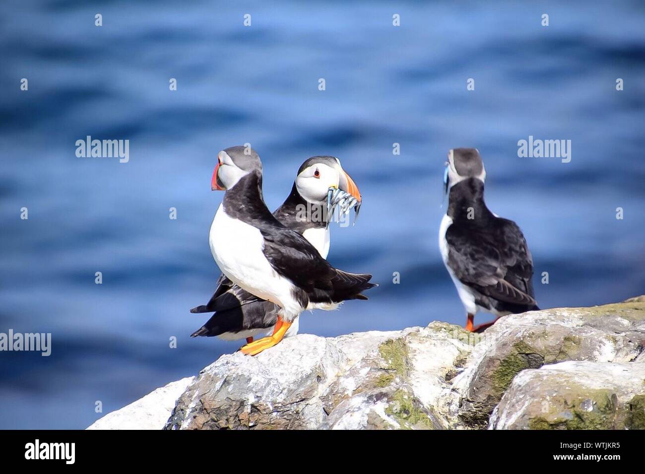 Puffin carrying rock hi-res stock photography and images - Alamy