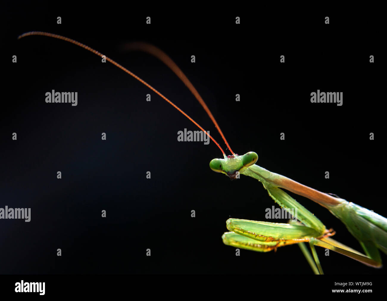 Mantis mantis mantis hi-res stock photography and images - Alamy