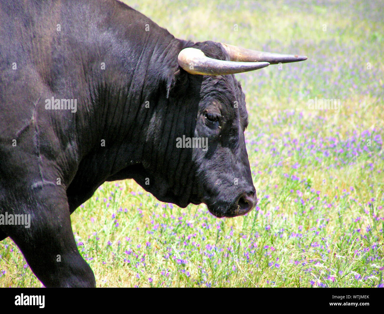 Bull Head Side View High Resolution Stock Photography and Images - Alamy