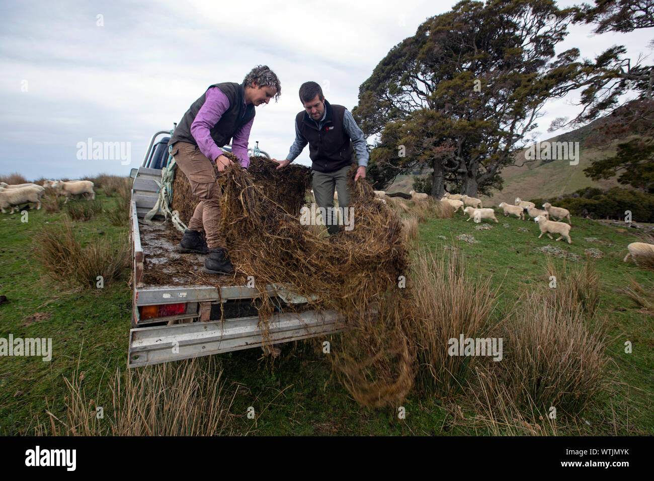 Farming, New Zealand Stock Photo - Alamy