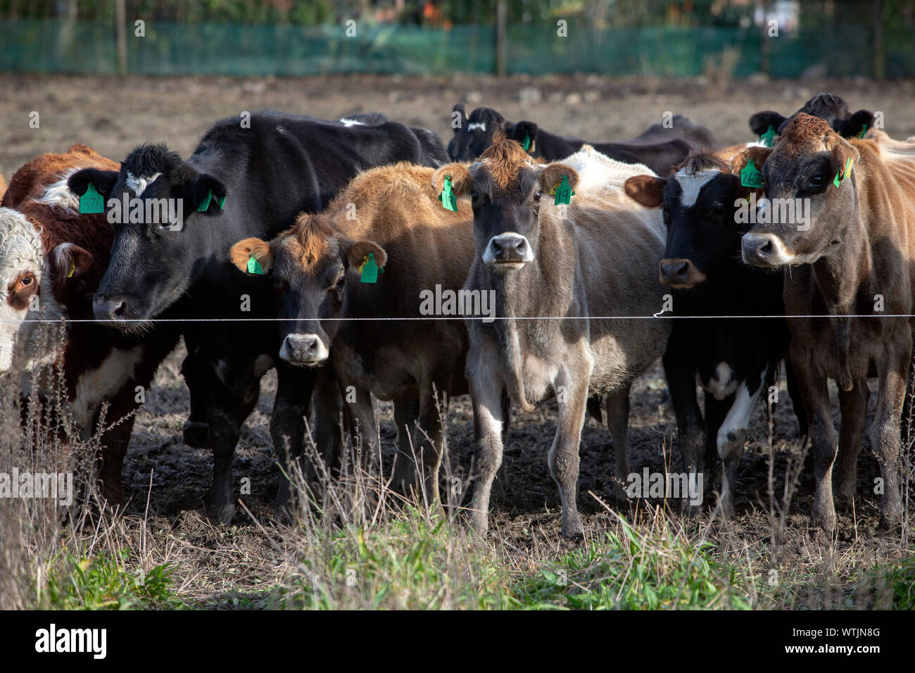 Farming, New Zealand Stock Photo - Alamy
