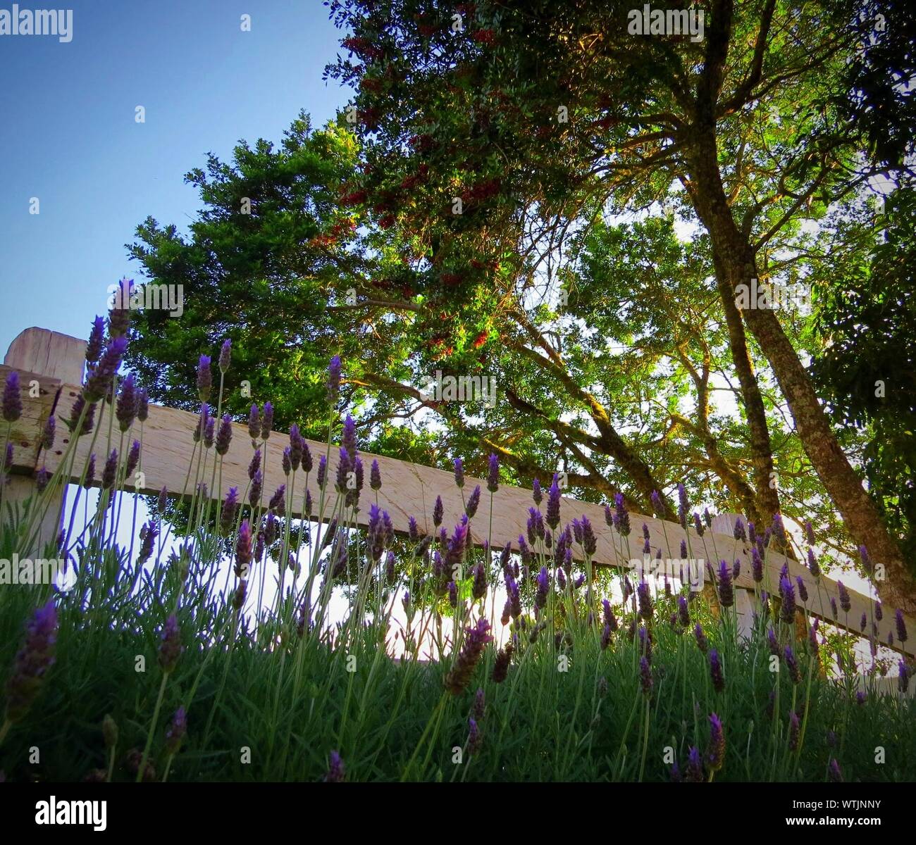 Lavender blue bloom hi-res stock photography and images - Alamy