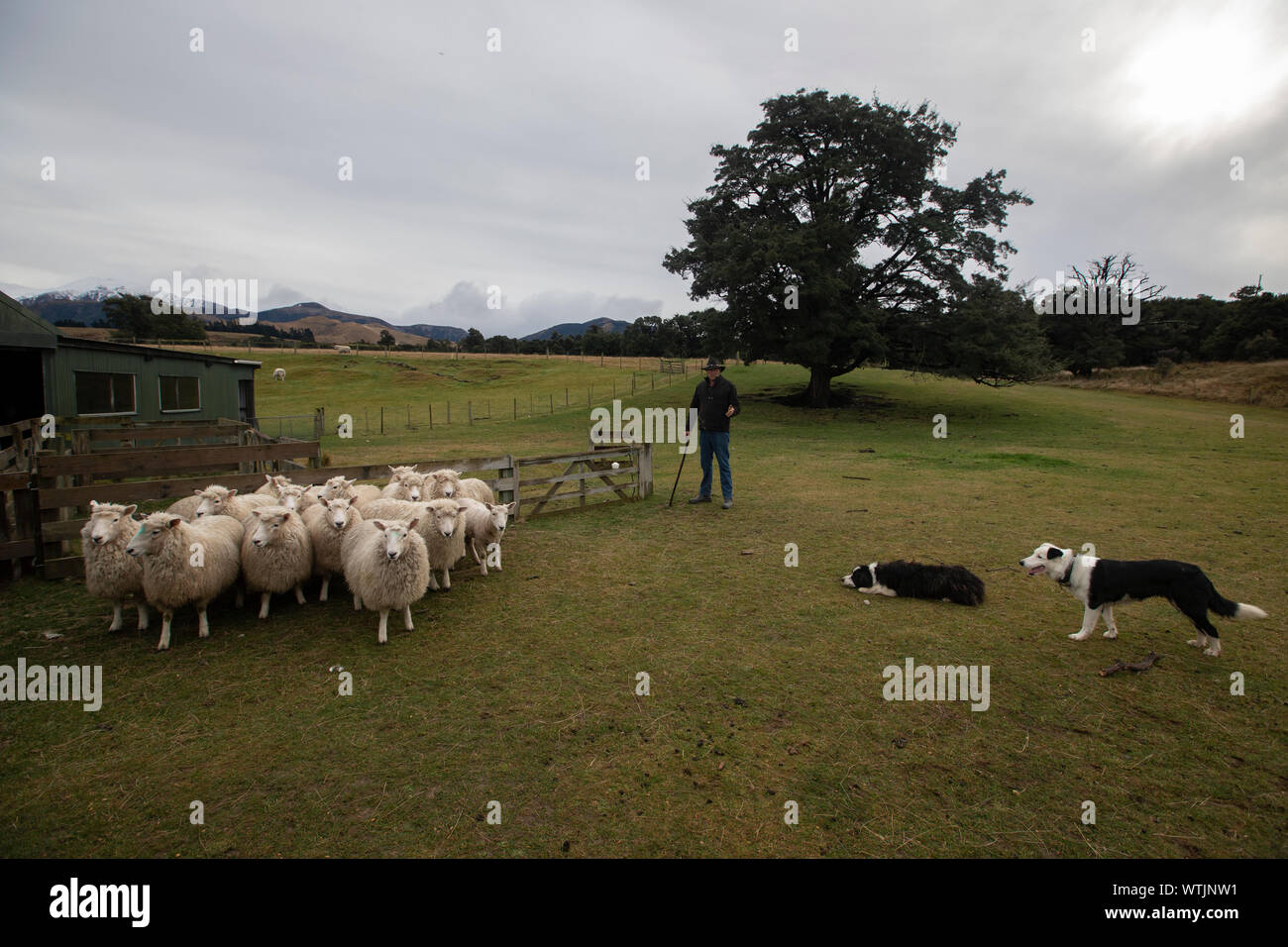 Farming, New Zealand Stock Photo - Alamy