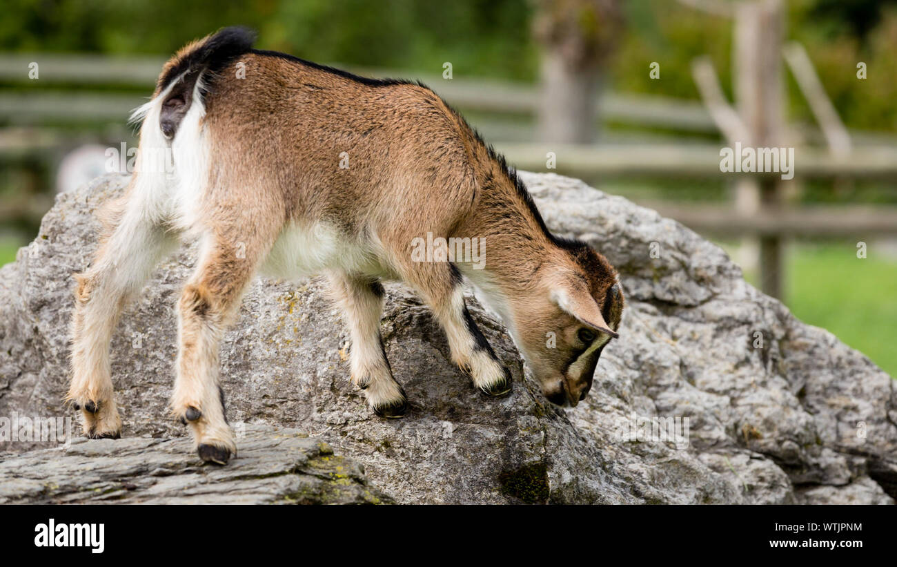 Domestic Pygmy Goat High Resolution Stock Photography and Images - Alamy