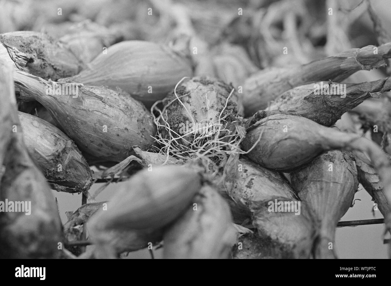 Rotten onion hi-res stock photography and images - Alamy