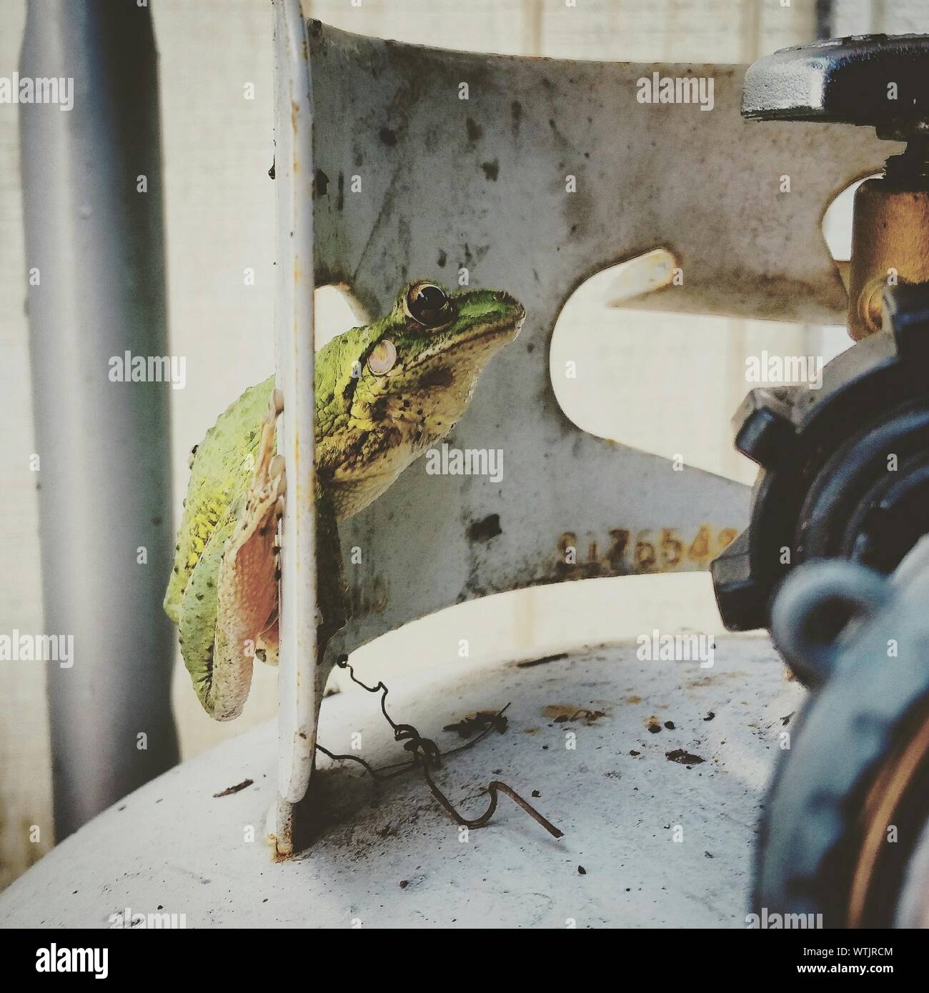 Frog house hi-res stock photography and images - Alamy