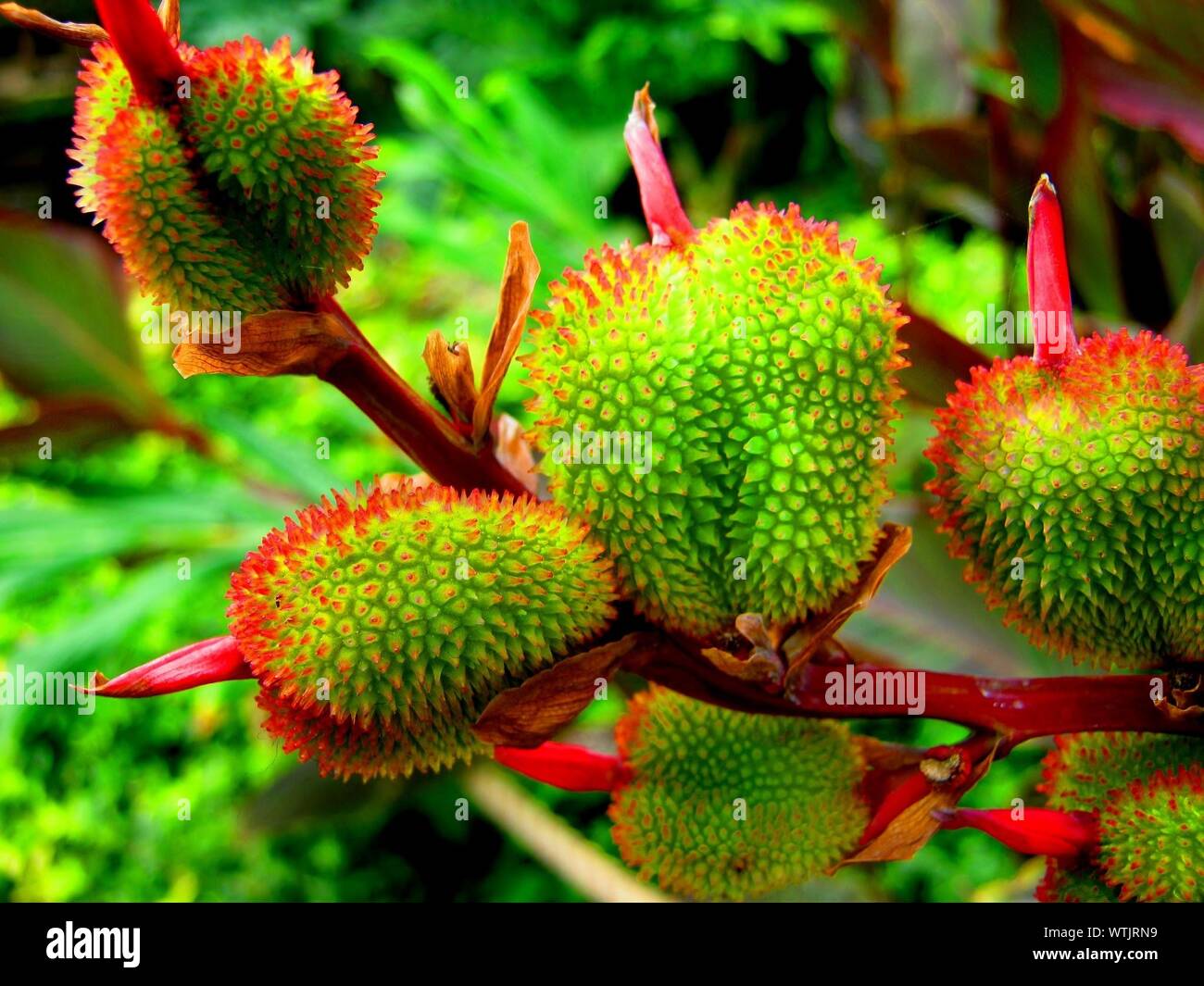 Green spiky fruits hi-res stock photography and images - Alamy