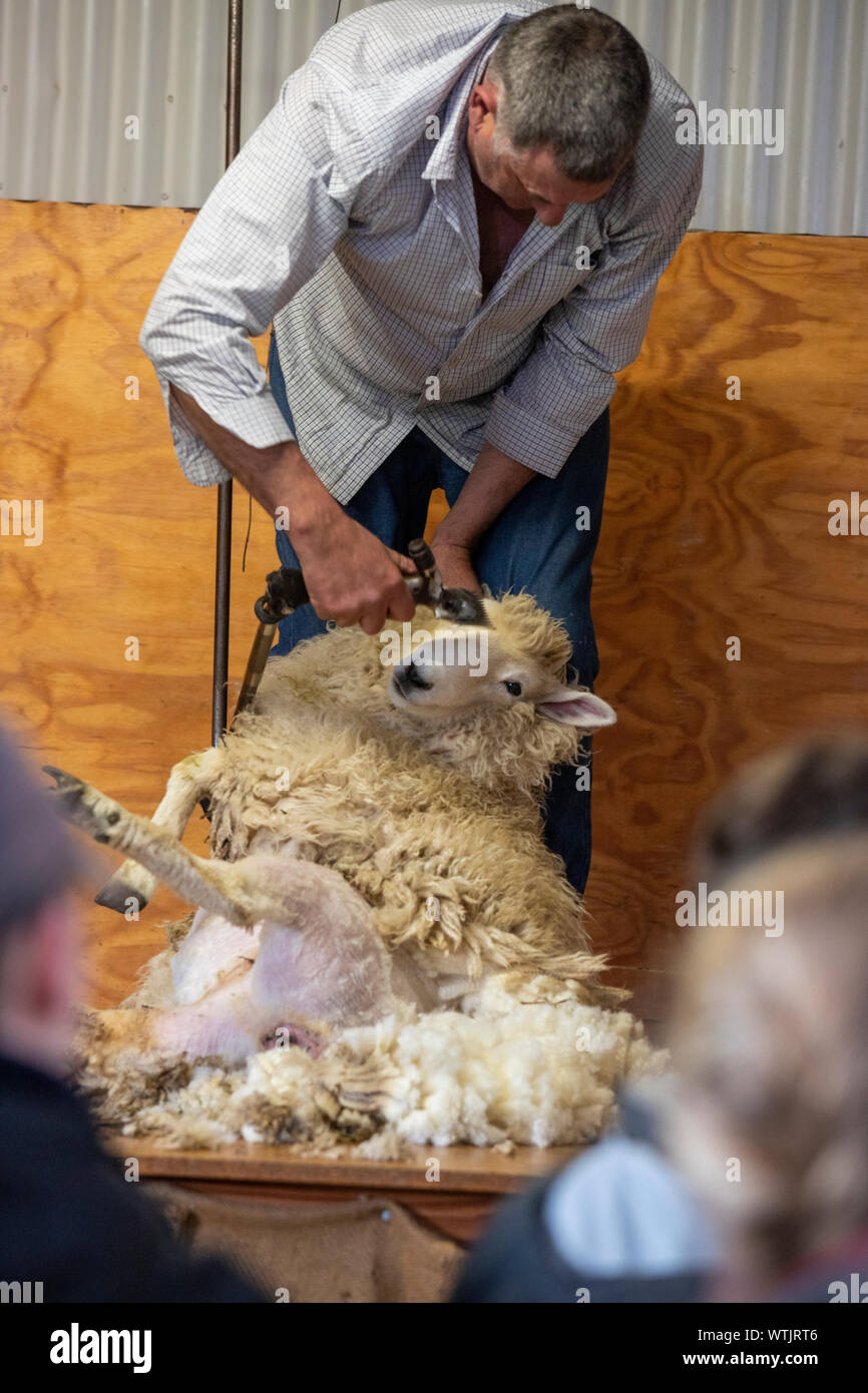 Sheep new zealand hi-res stock photography and images - Alamy