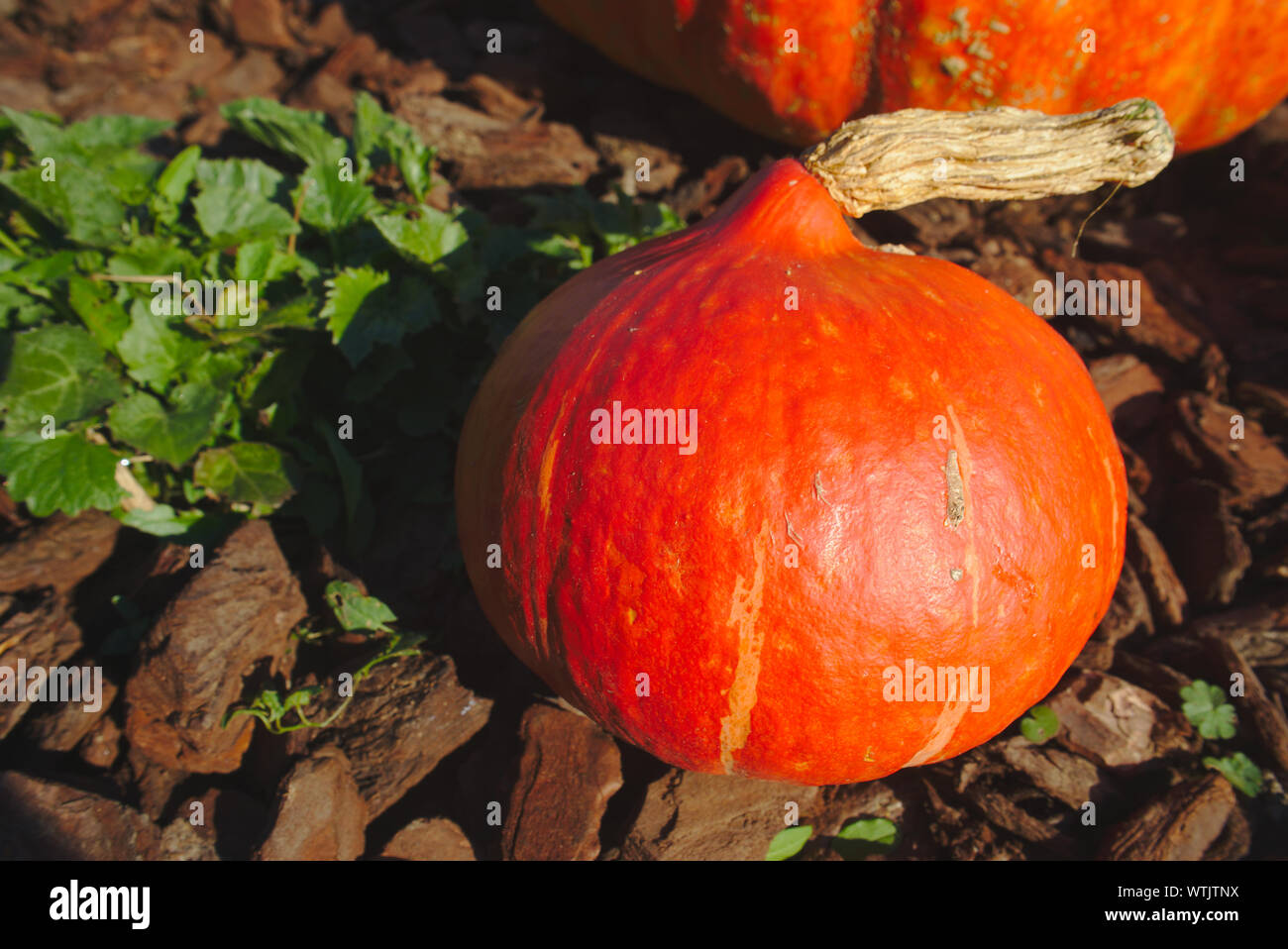 Cucurbitacé hi-res stock photography and images - Alamy