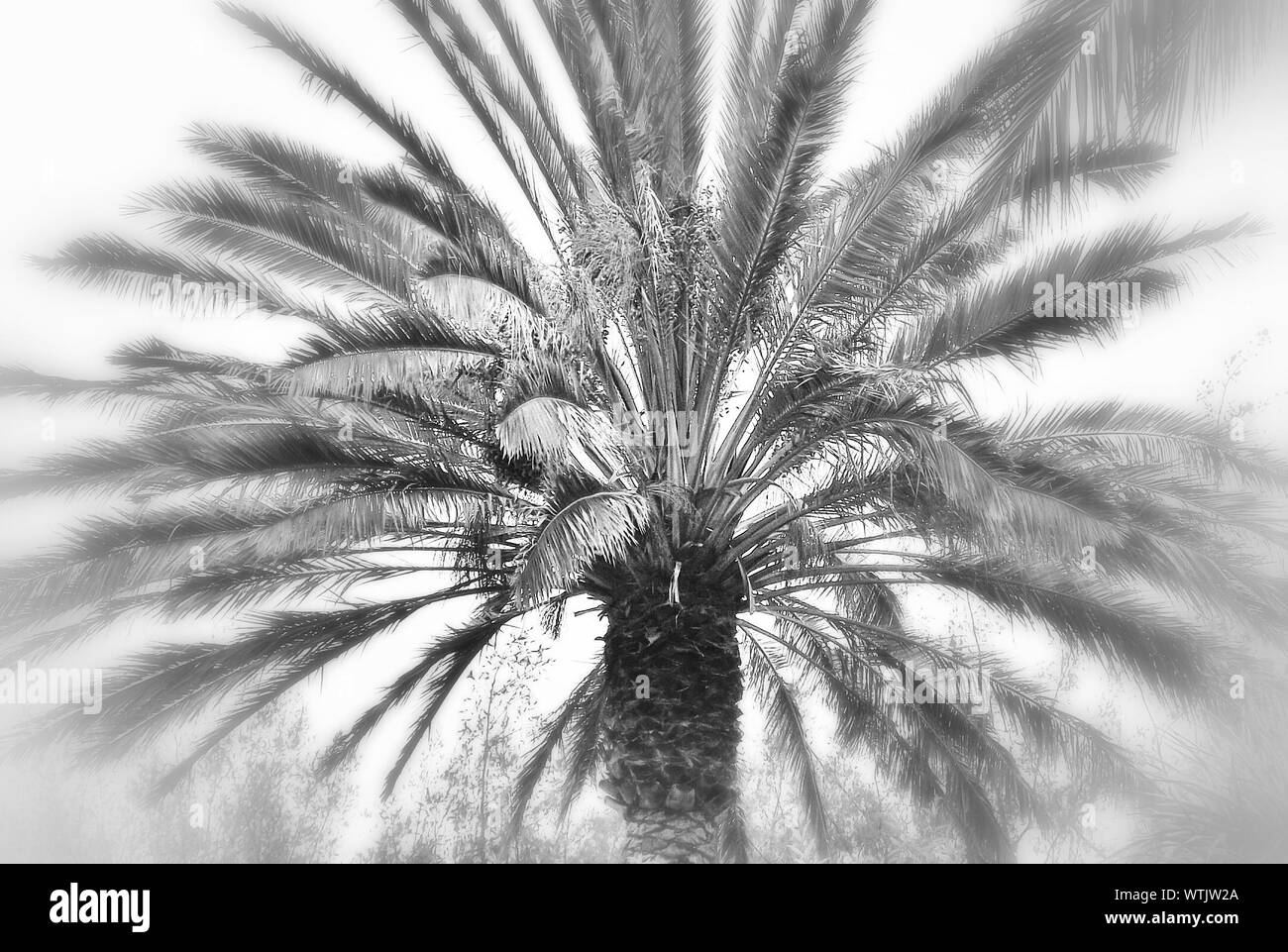 Palm tree up view hi-res stock photography and images - Alamy