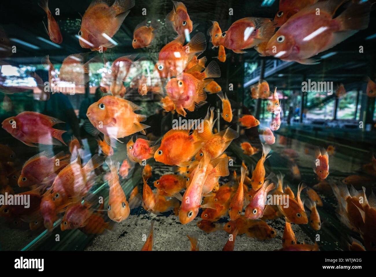 Blood parrot fish hi-res stock photography and images - Alamy