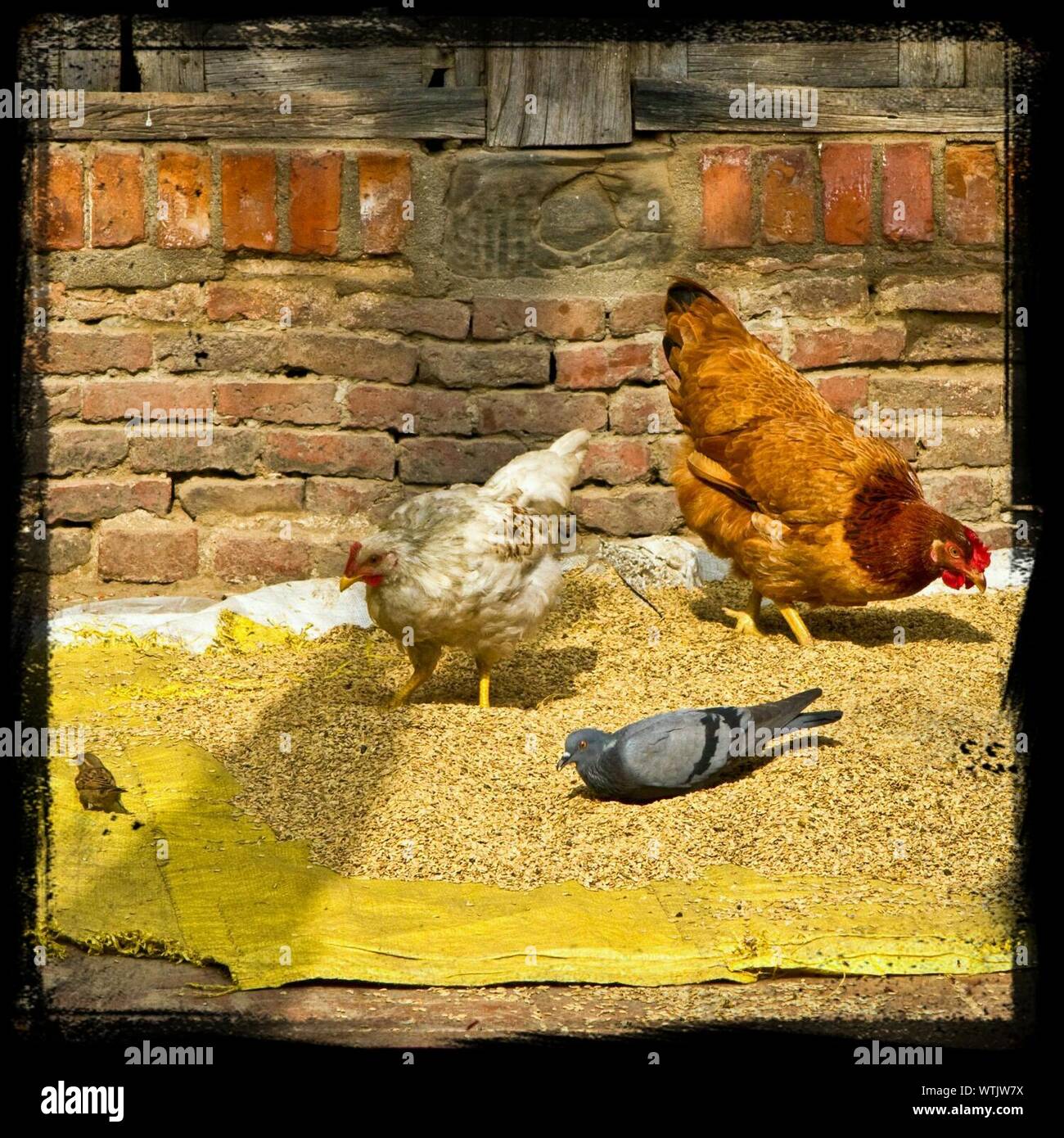 Pecking at grain hi-res stock photography and images - Alamy