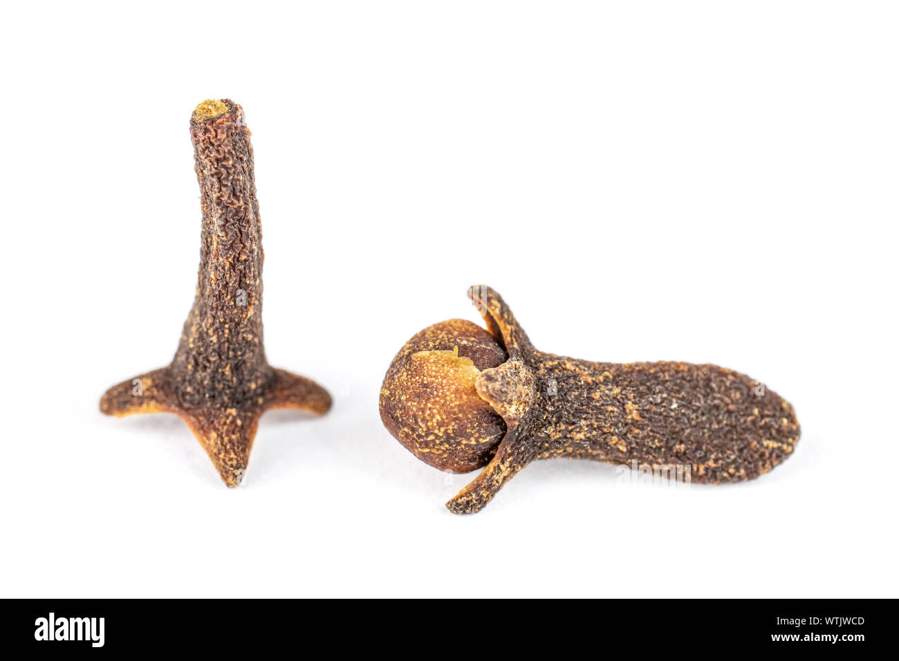 Group of one whole one piece of dry brown clove isolated on white ...