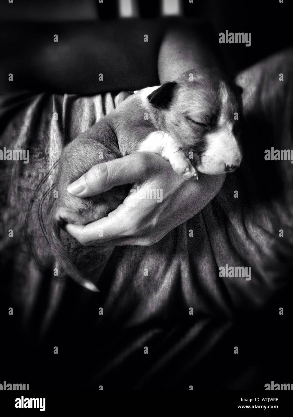 Human sleeping dog hi-res stock photography and images - Alamy