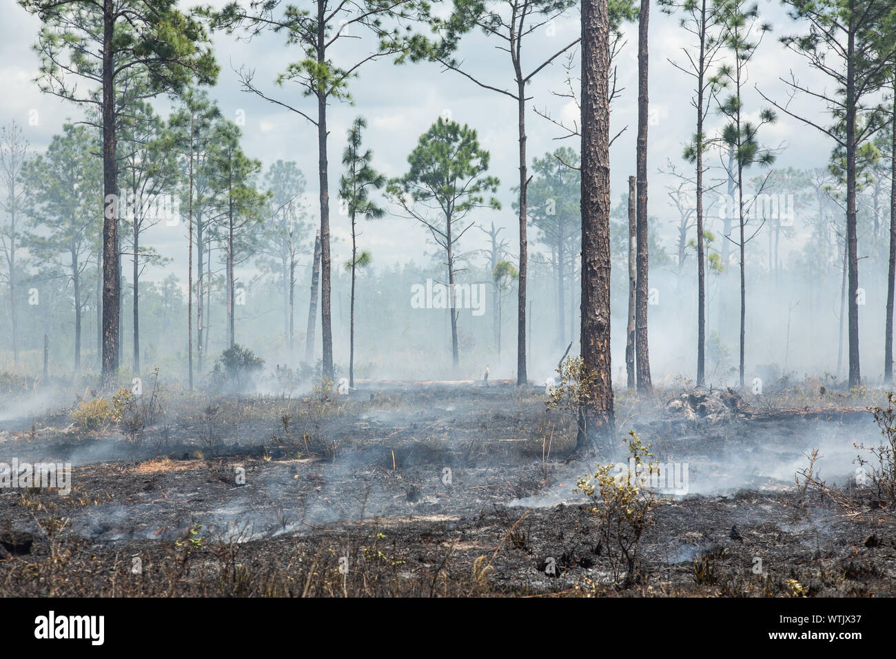 Prescribed burn to restore ecosystem health at the Old Florida ...