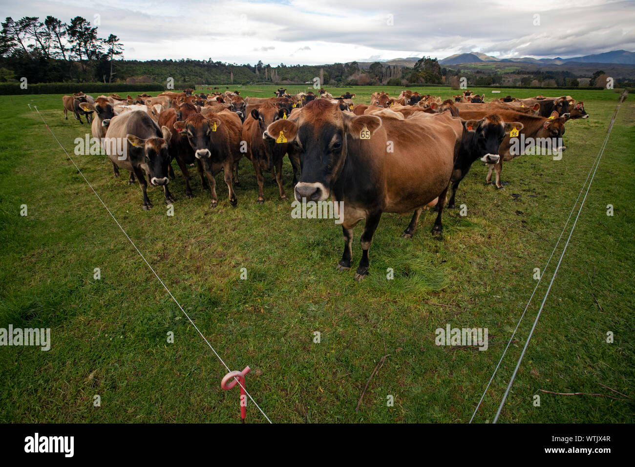 New zealand dairy farm hi-res stock photography and images - Alamy