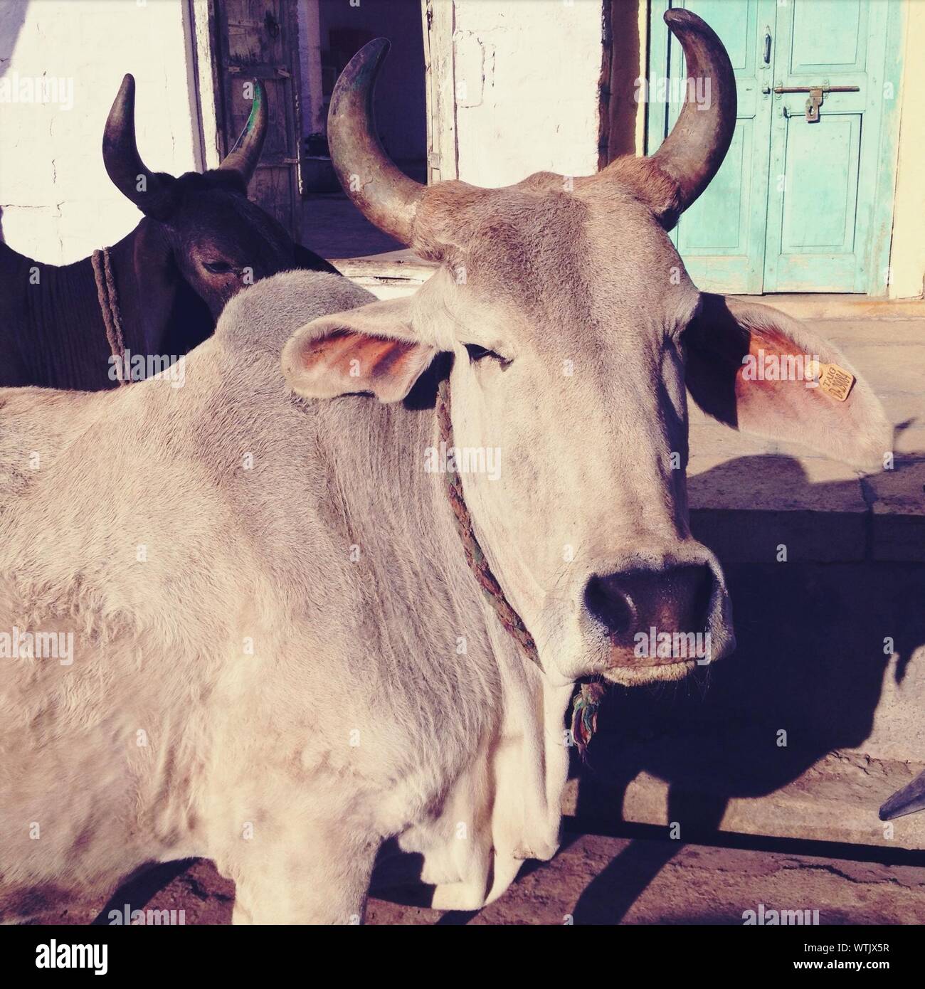 Street With Cows High Resolution Stock Photography and Images - Alamy