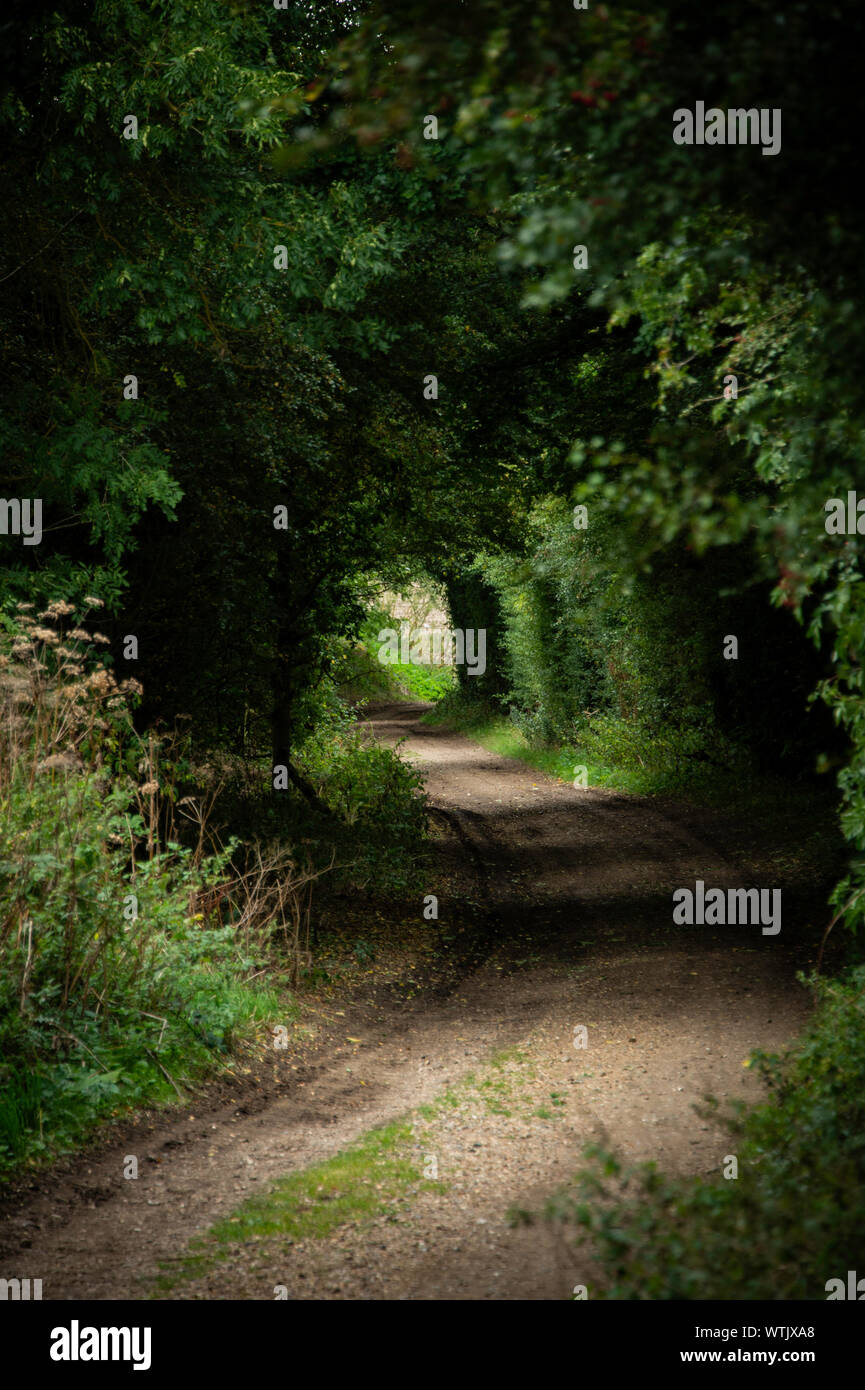 Country lane walk between the trees on a summers evening Stock Photo ...