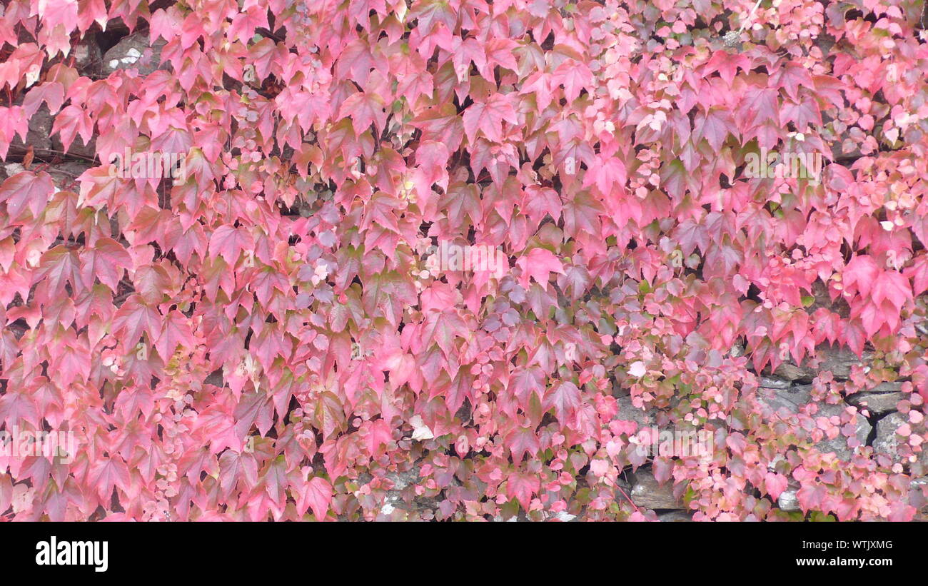 Pink Ivy High Resolution Stock Photography and Images - Alamy