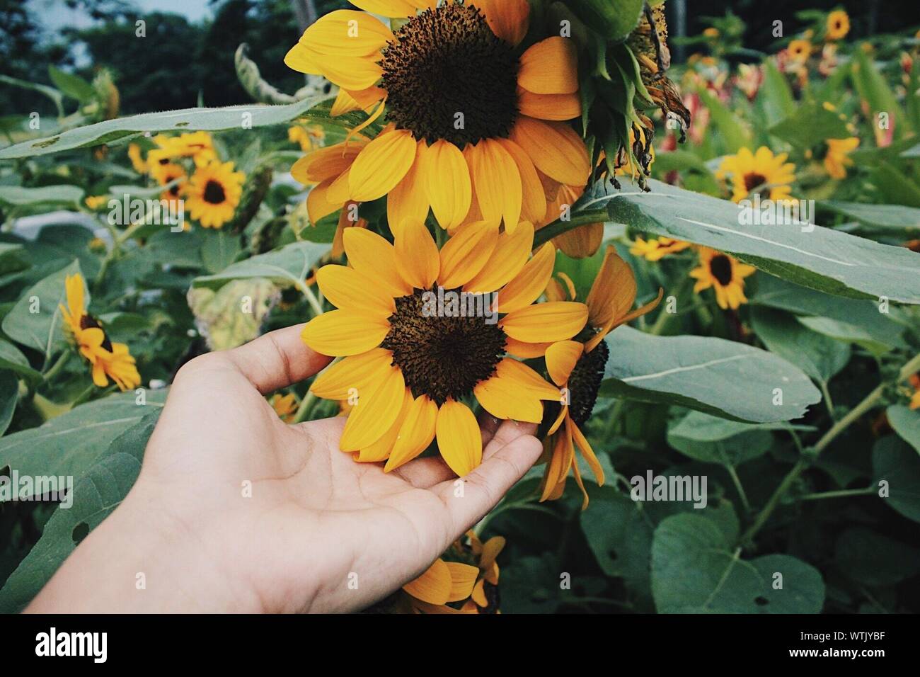 Close up hand holding sunflower hi-res stock photography and images - Alamy