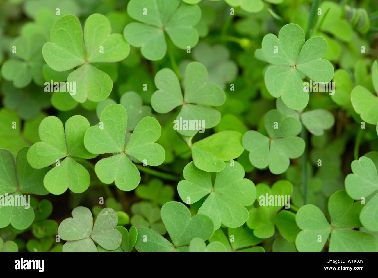 Shamrock color hi-res stock photography and images - Alamy