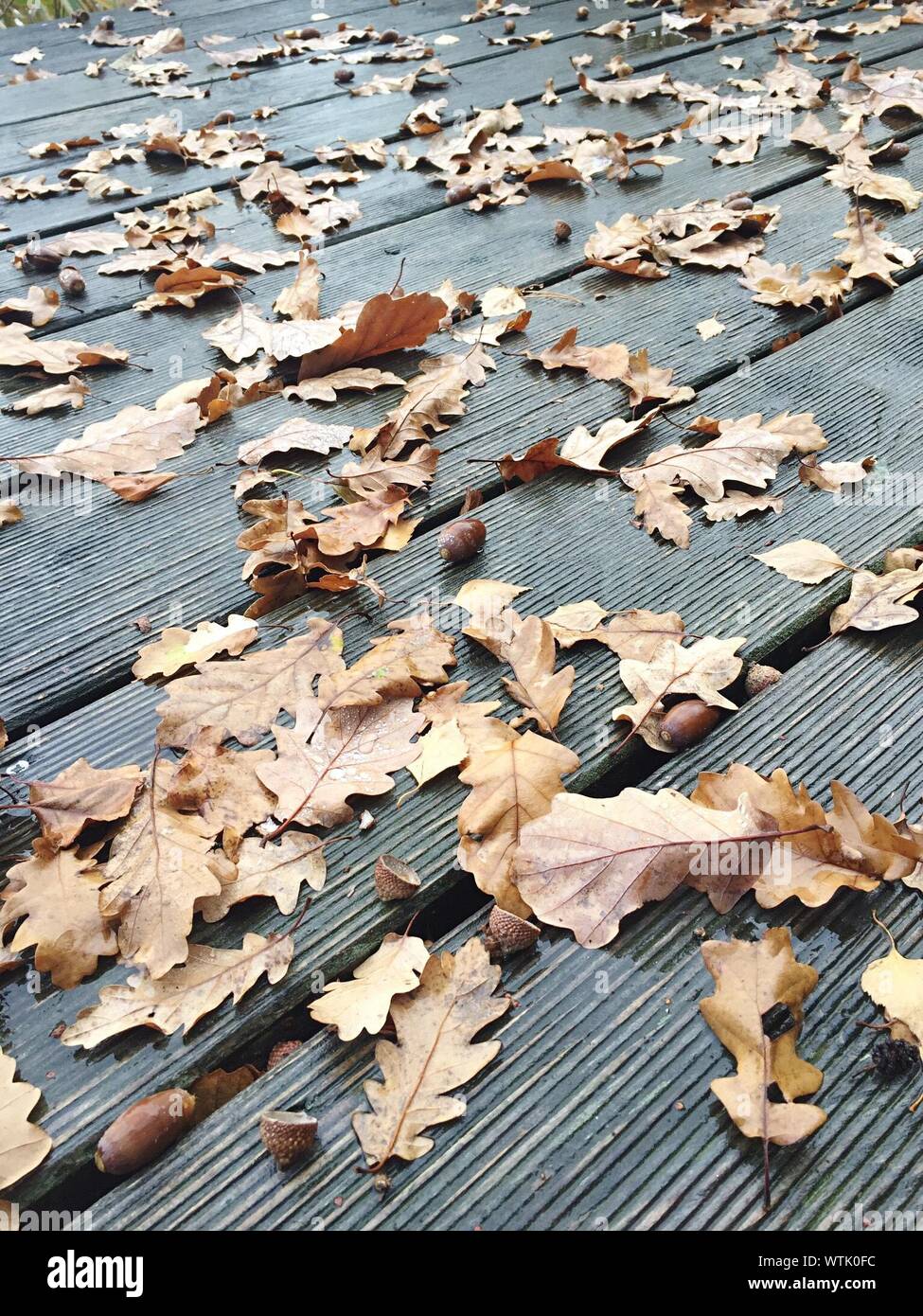 Fallen oak hi-res stock photography and images - Alamy