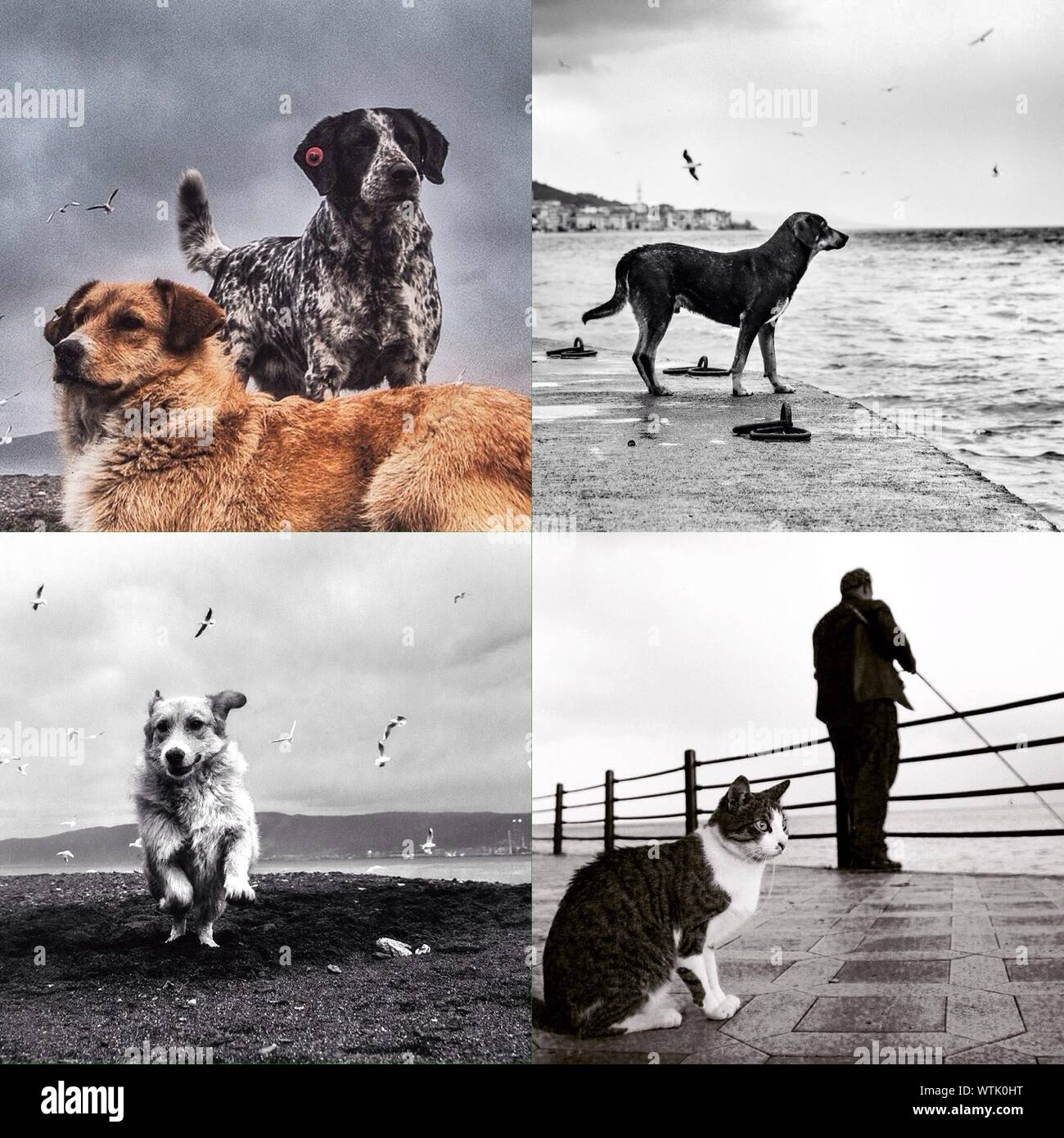 Collage Dogs Cat Cat High Resolution Stock Photography and Images - Alamy