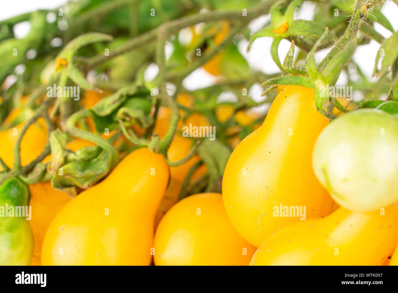 Lot of whole fresh yellow pear tomato in closeup isolated on white ...