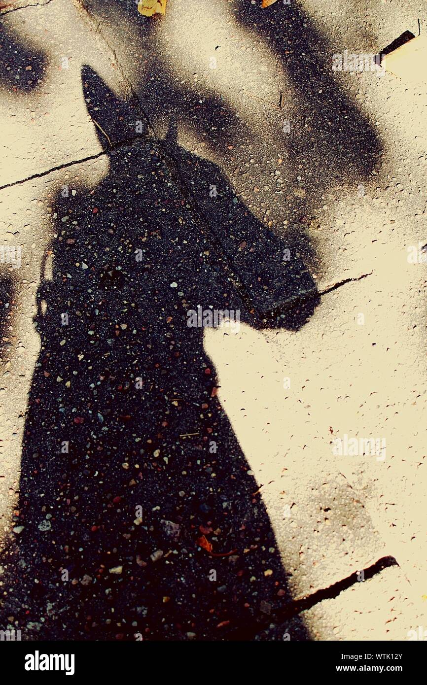 Horse and shadow hi-res stock photography and images - Alamy