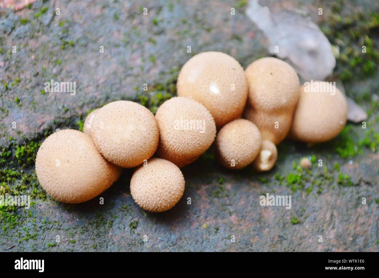 Fungus Growing On Rocks High Resolution Stock Photography and Images ...