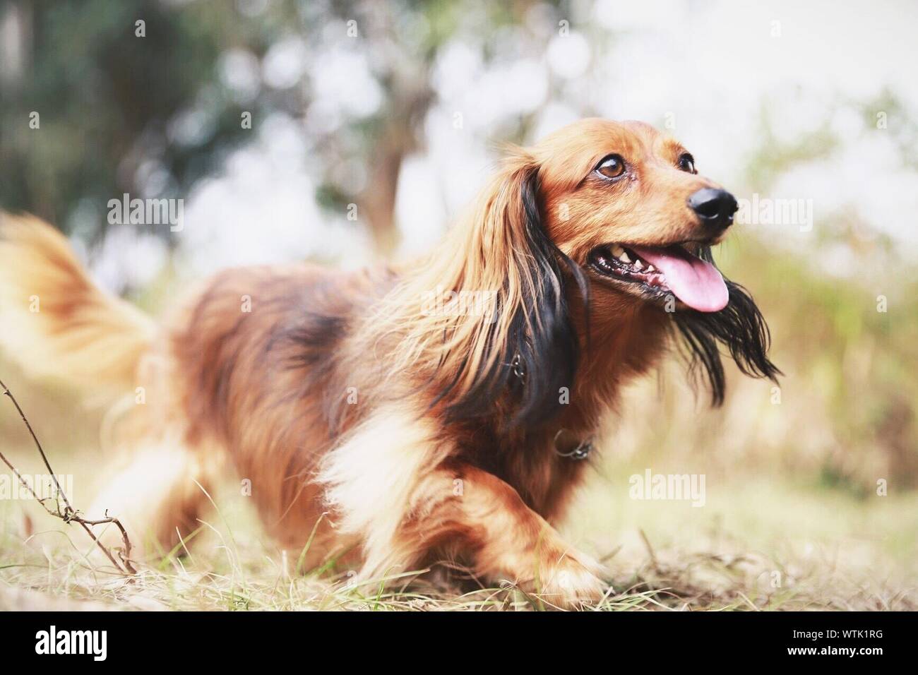 Long haired miniature dachshund dog High Resolution Stock Photography ...