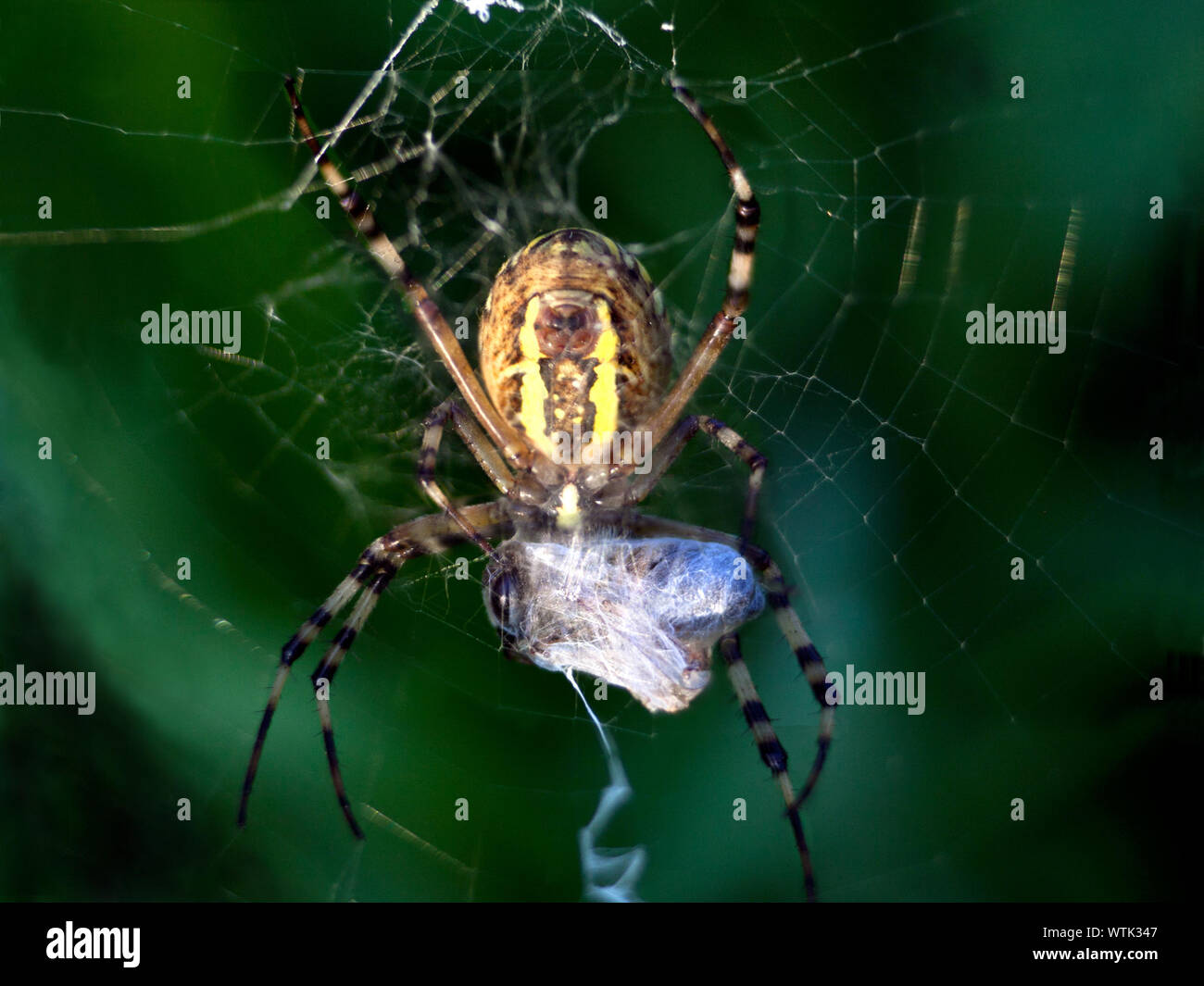 Spider web prey animals hunting hi-res stock photography and images - Alamy