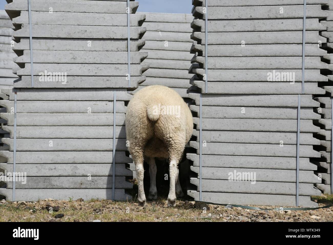 Rear sheep hi-res stock photography and images - Alamy