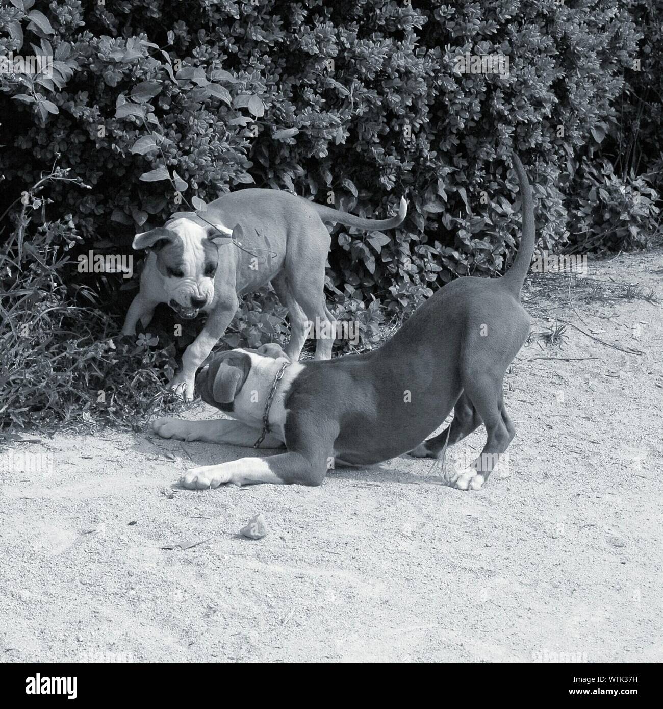 Leash dog attacking hi-res stock photography and images - Alamy