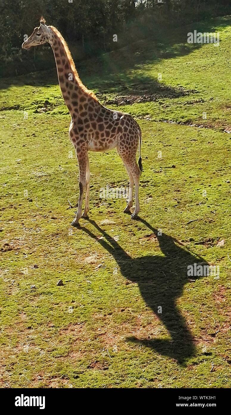 Profile of giraffe hi-res stock photography and images - Alamy