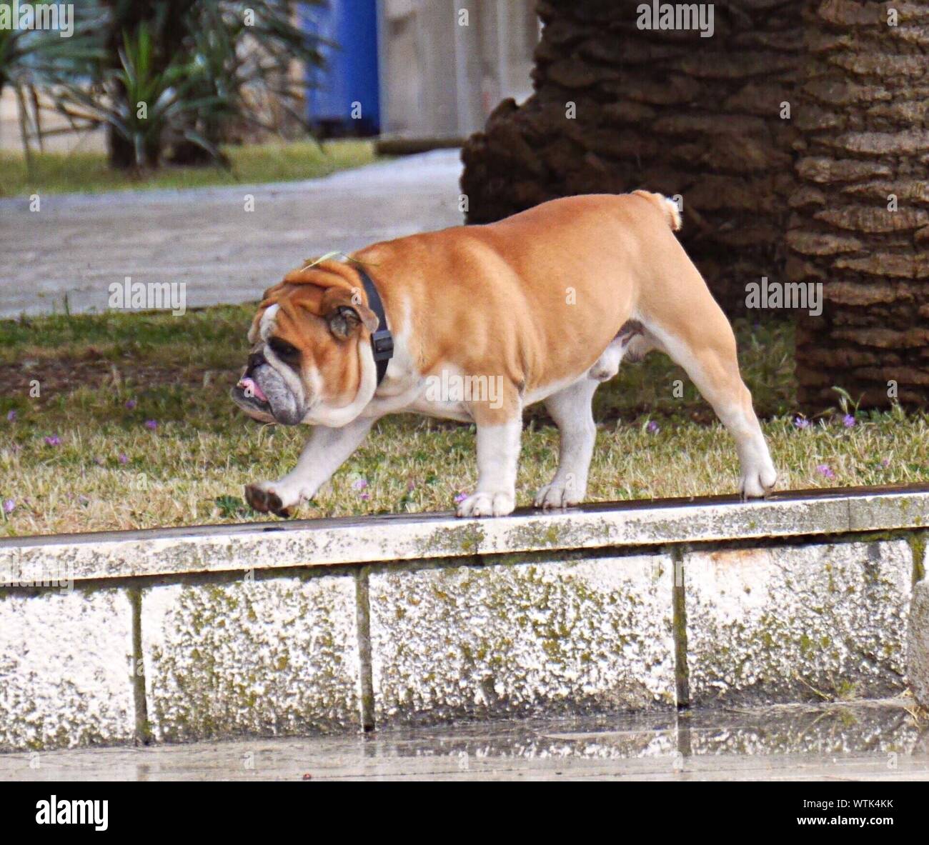 Man walking bulldog hi-res stock photography and images - Alamy