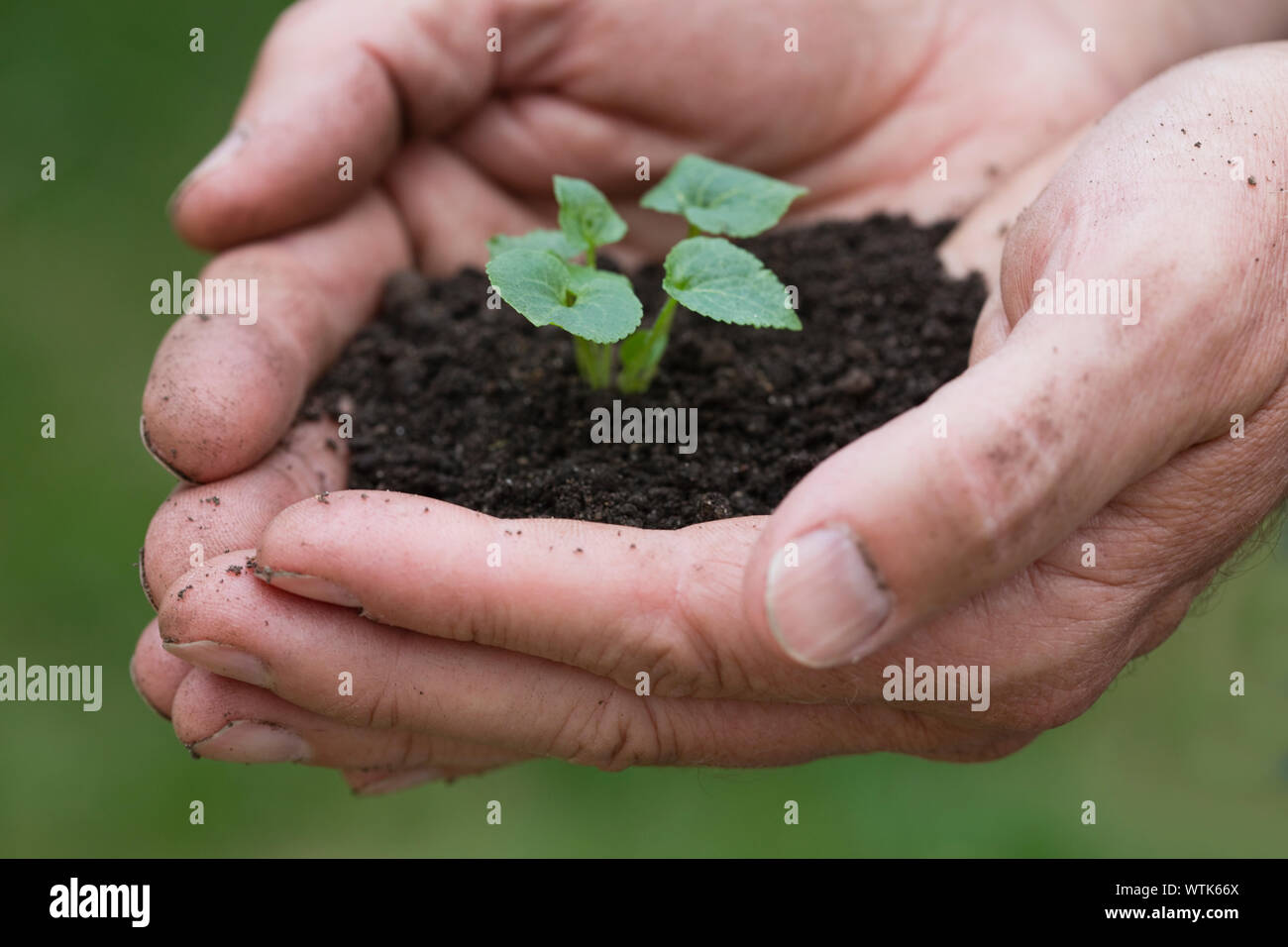 Human hands holding seedling hi-res stock photography and images - Alamy