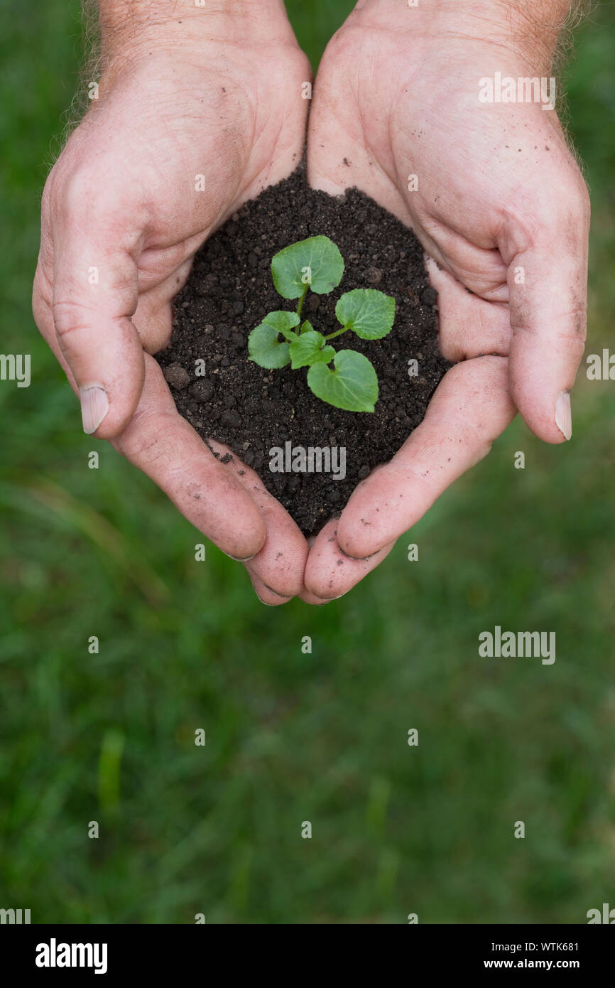 Seedling protection hi-res stock photography and images - Alamy