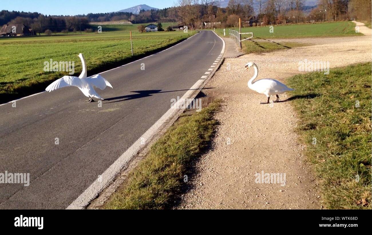 Swan crossing road hi-res stock photography and images - Alamy
