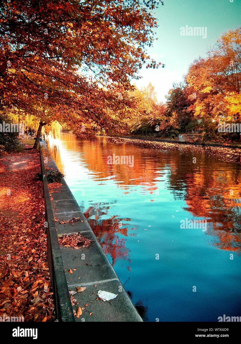 Tree fallen into the canal hi-res stock photography and images - Alamy