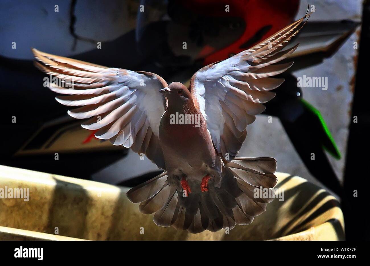 Dove flying into sunlight hi-res stock photography and images - Alamy